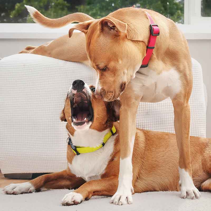 Petnc Natural Care – Adding a Second Dog to Your Family