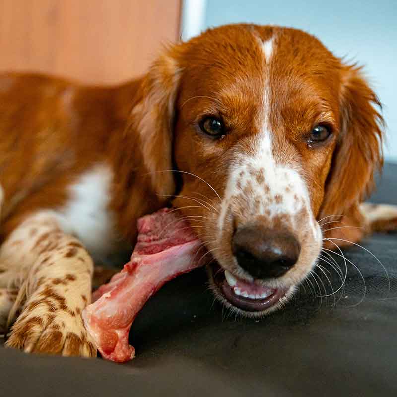 Petnc Natural Care – What Does White Dog Poop Mean?