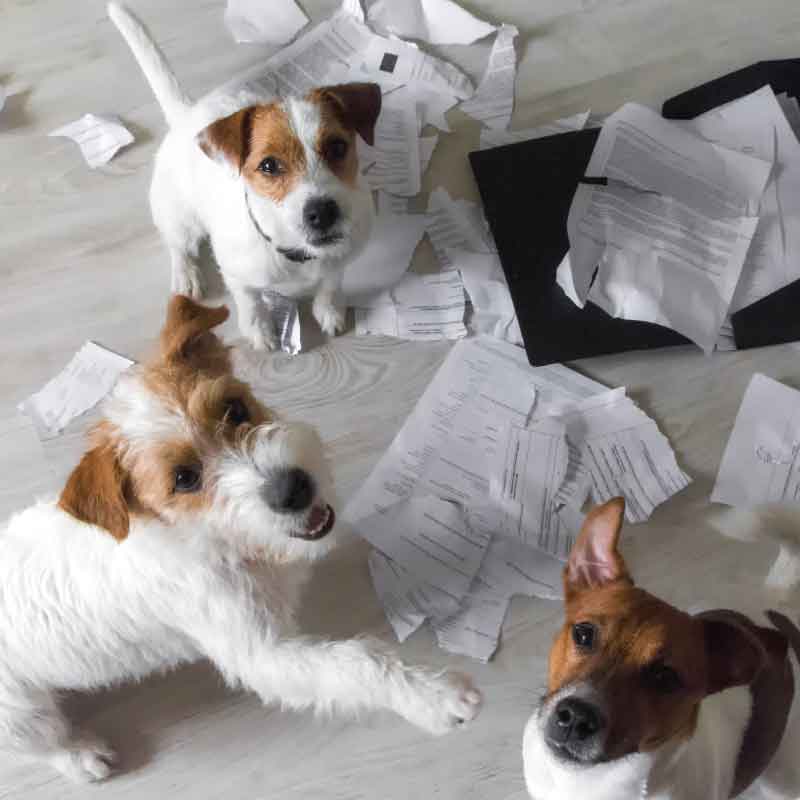 Petnc Natural Care – What Does White Dog Poop Mean?